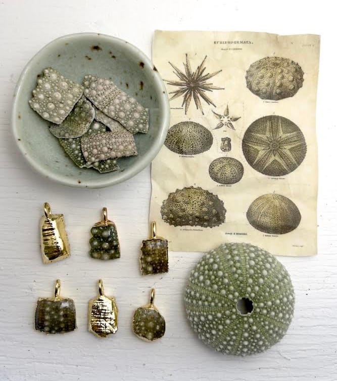 I love collecting Kina shells. – Nostalgem